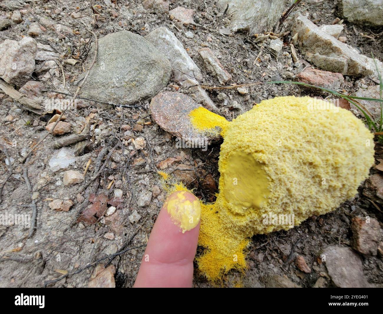 Dog Vomit Slime Mold (Fuligo septica Stock Photo - Alamy