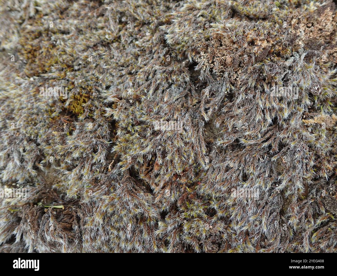 Woolly Fringe-moss (Racomitrium lanuginosum Stock Photo - Alamy