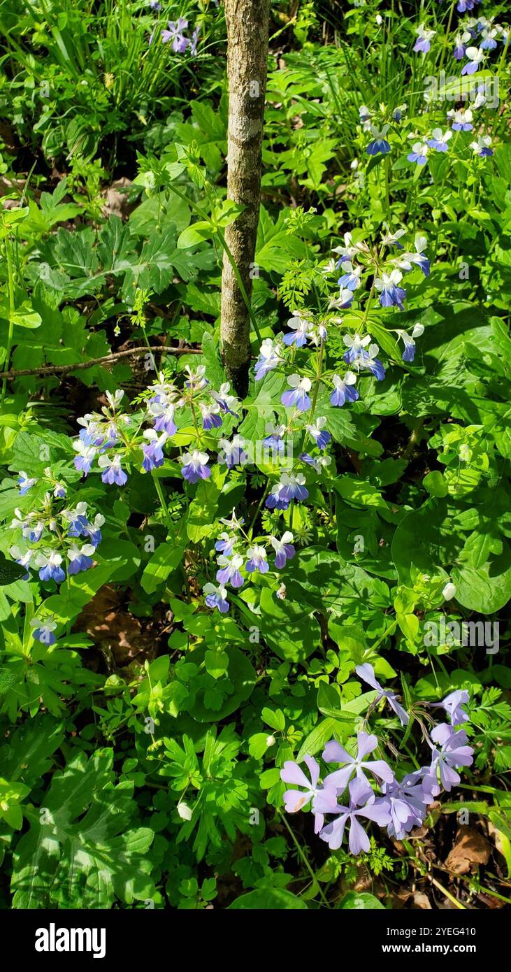 spring blue-eyed Mary (Collinsia verna Stock Photo - Alamy