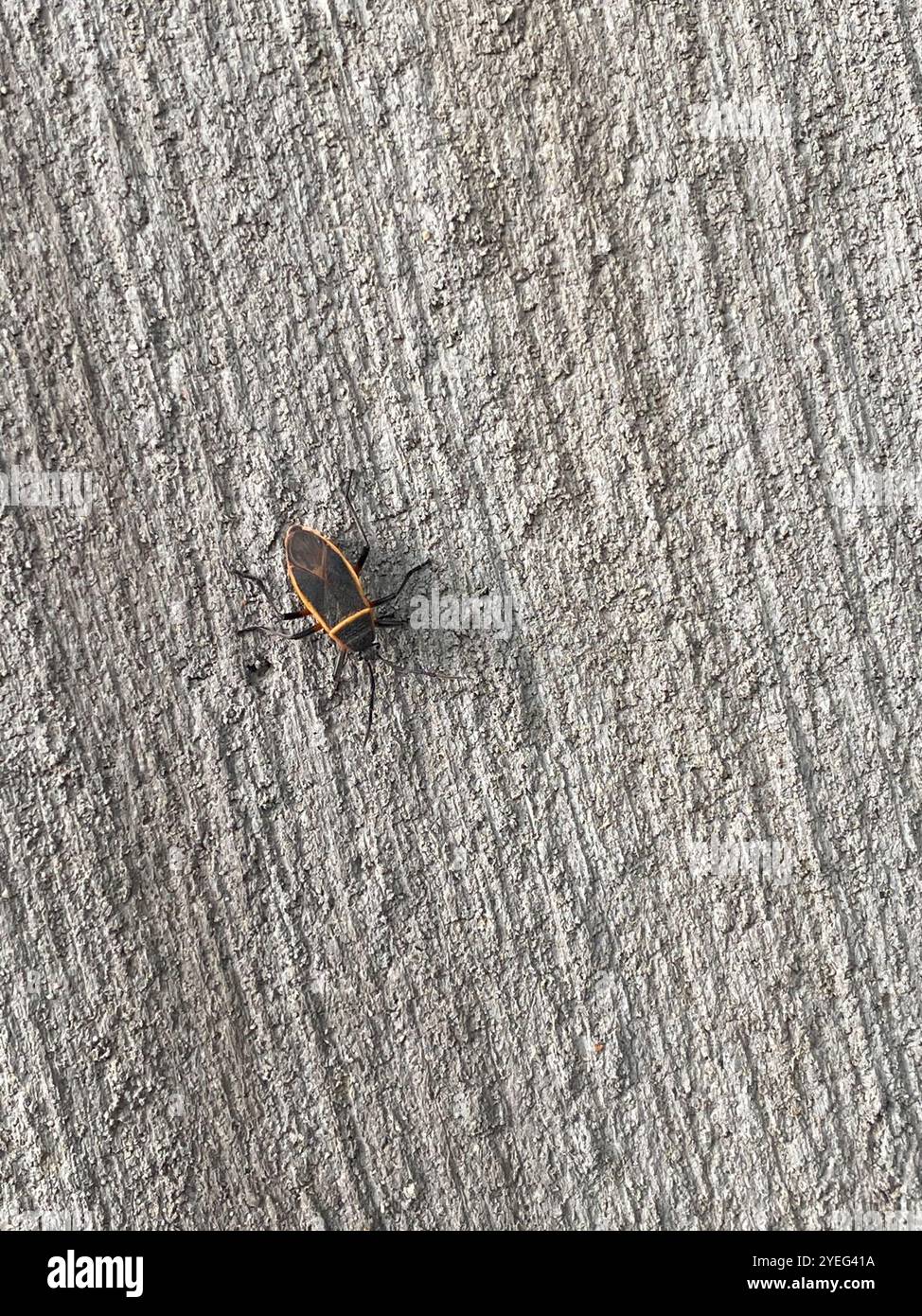 Eastern Bordered Plant Bug (Largus succinctus Stock Photo - Alamy