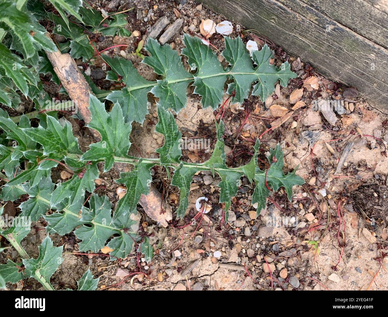 Broad winged thistle hi-res stock photography and images - Alamy