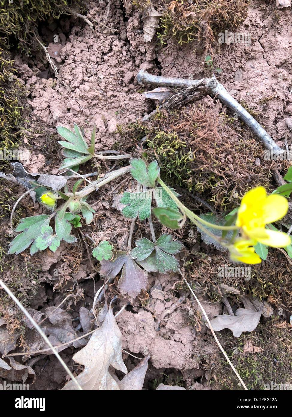 Ranunculus hispidus hi-res stock photography and images - Alamy