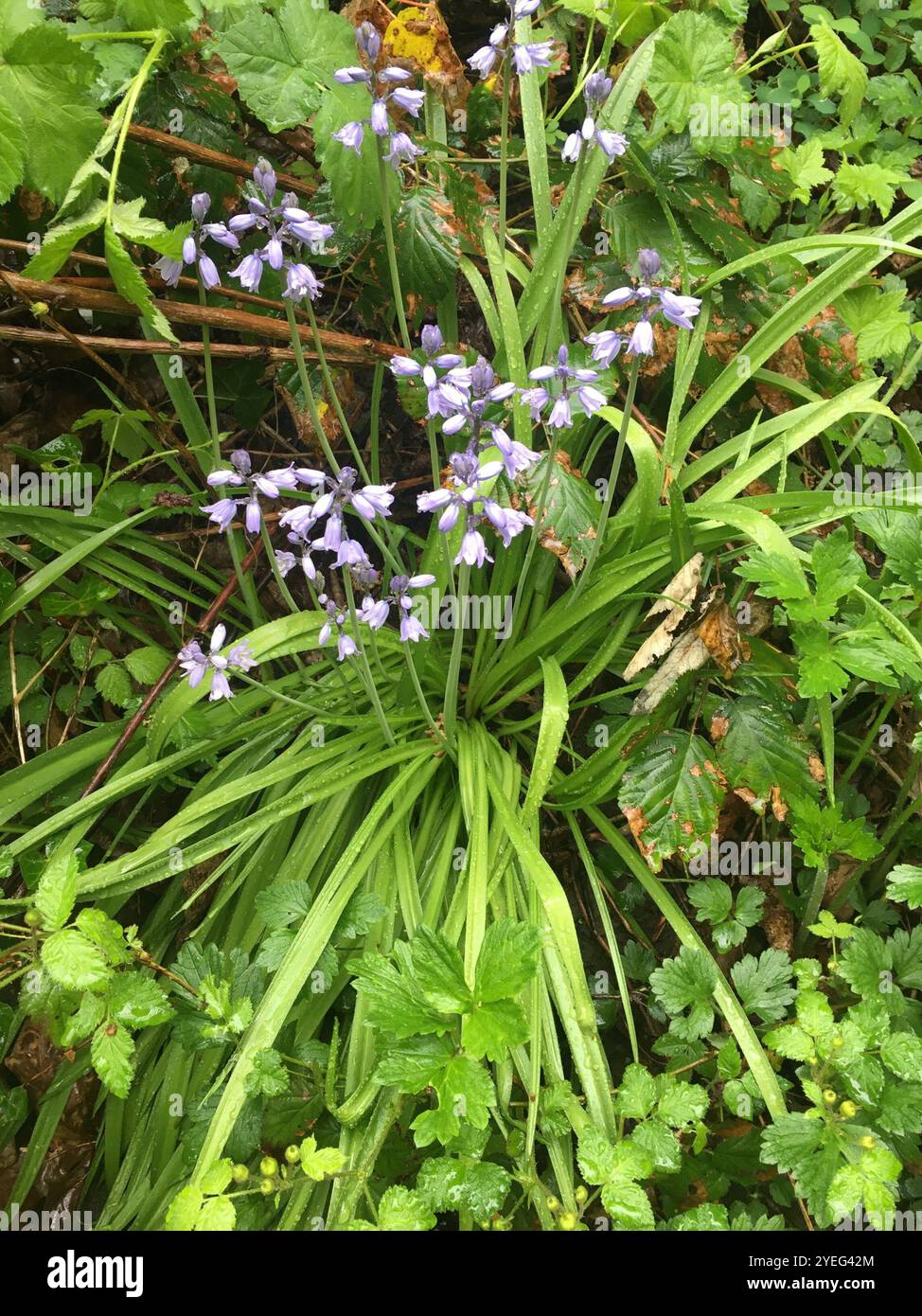 Spanish Bluebell (Hyacinthoides hispanica Stock Photo - Alamy