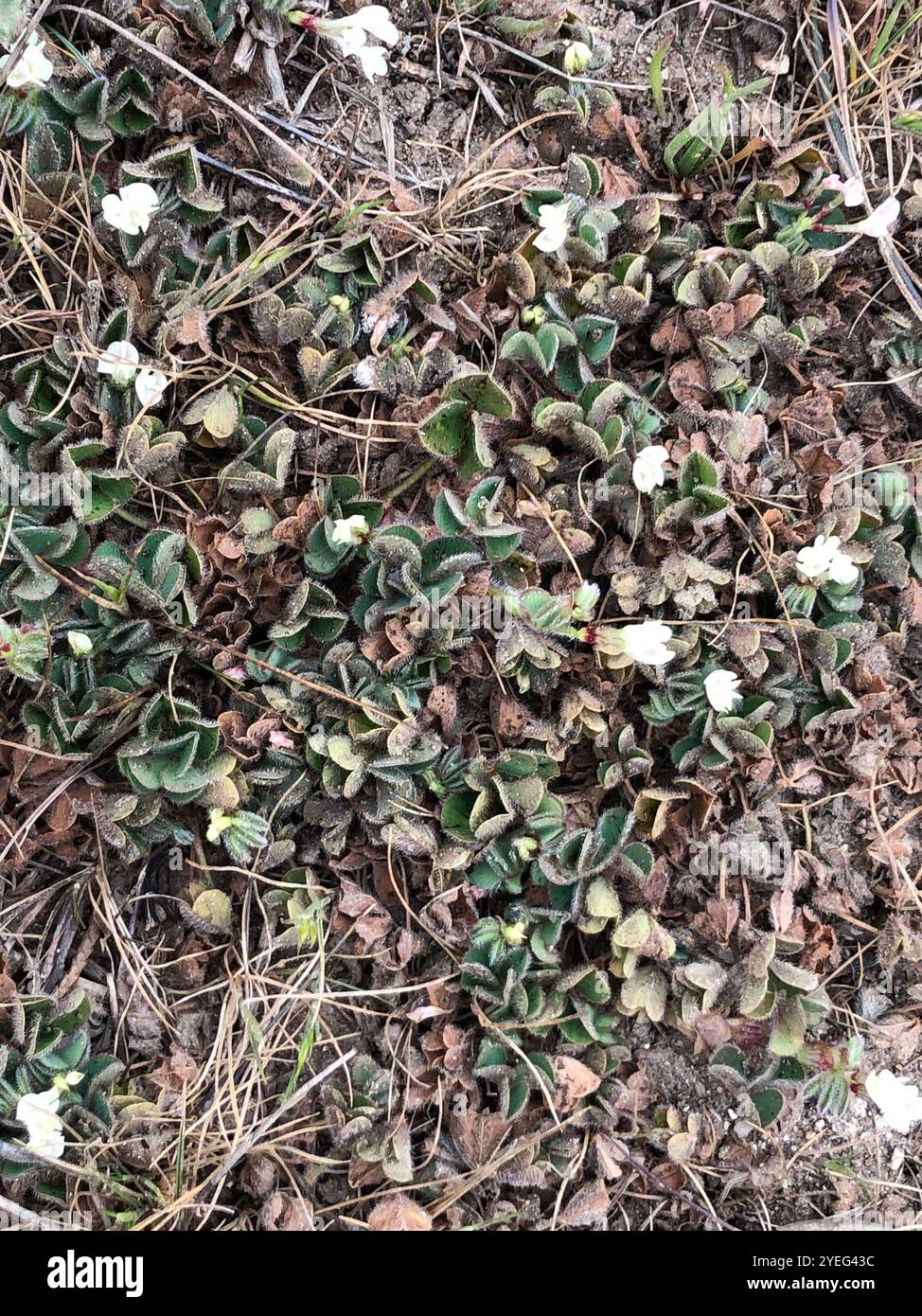 Subterranean Clover (Trifolium subterraneum Stock Photo - Alamy
