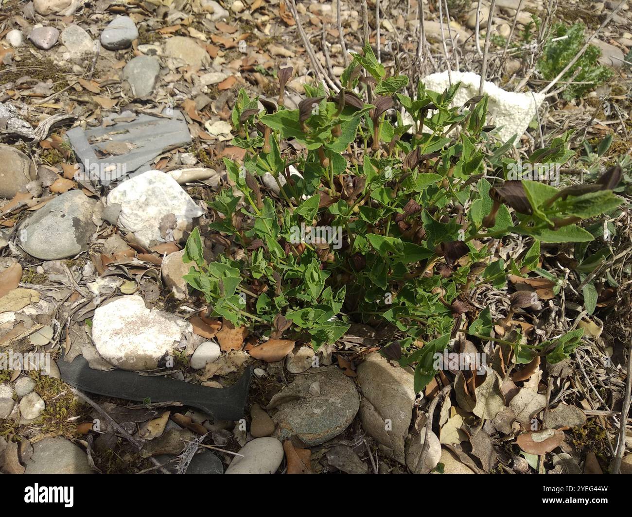 Spanish Birthwort (Aristolochia pistolochia Stock Photo - Alamy