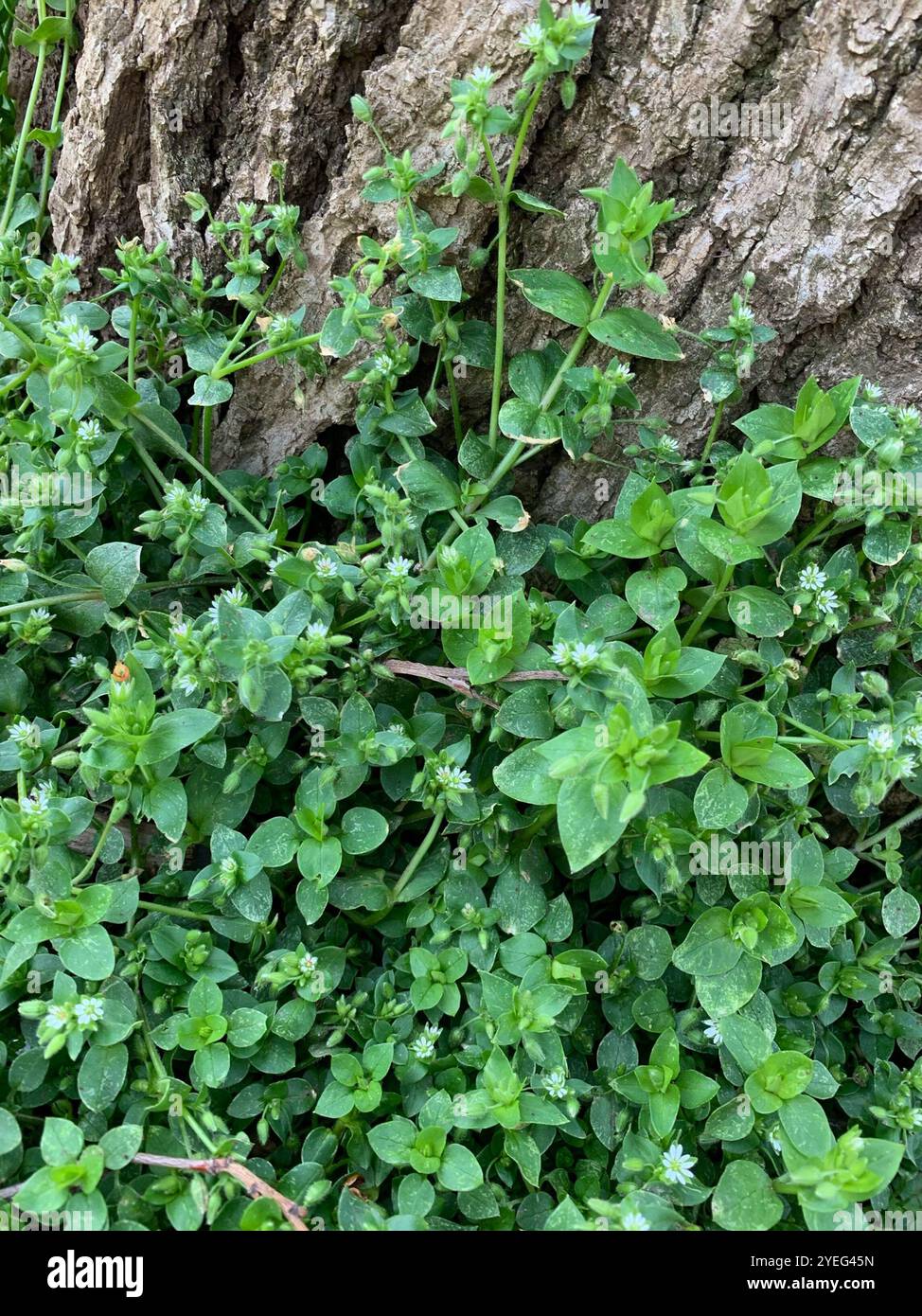common chickweed (Stellaria media Stock Photo - Alamy