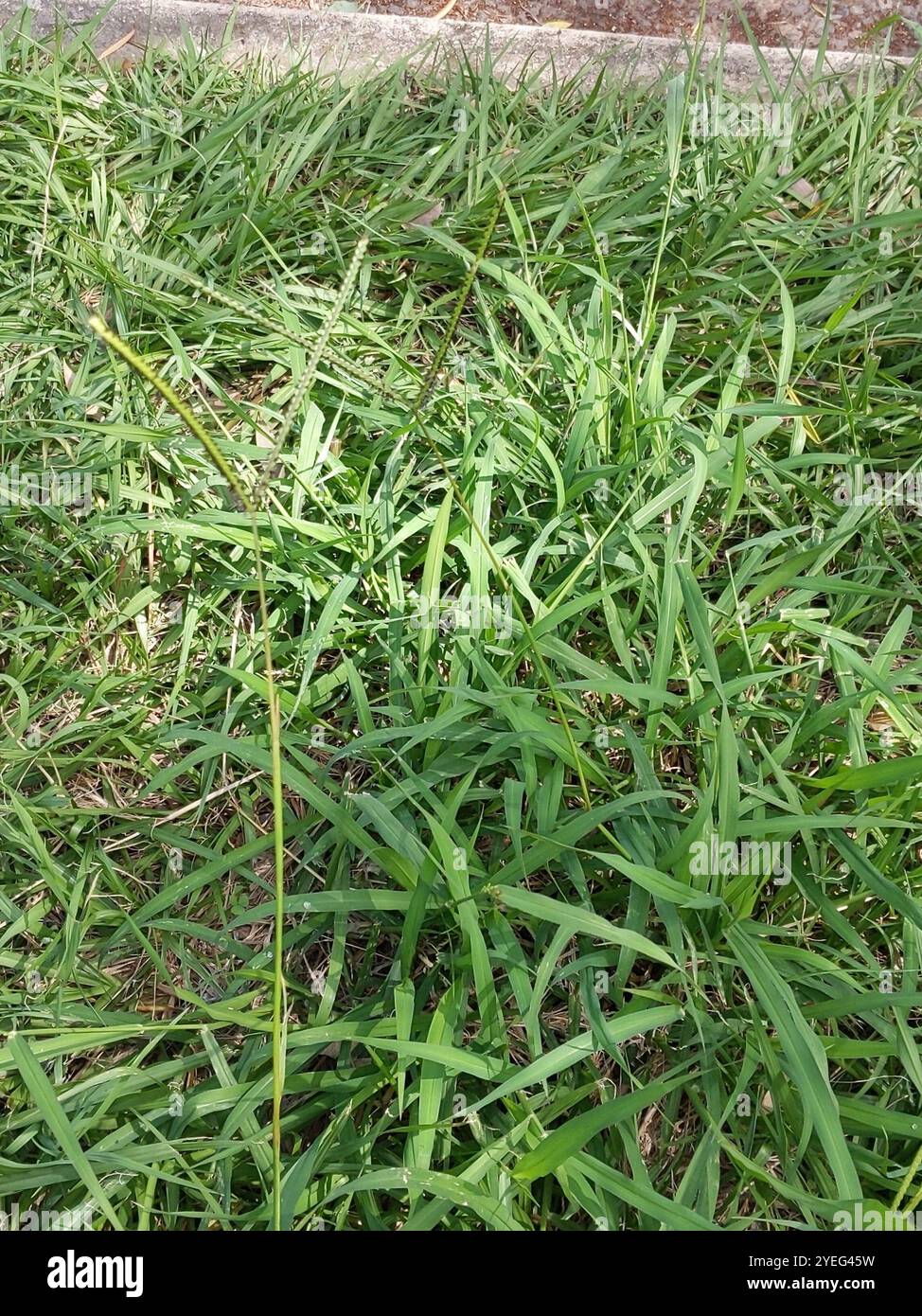 Bahia grass (Paspalum notatum Stock Photo - Alamy