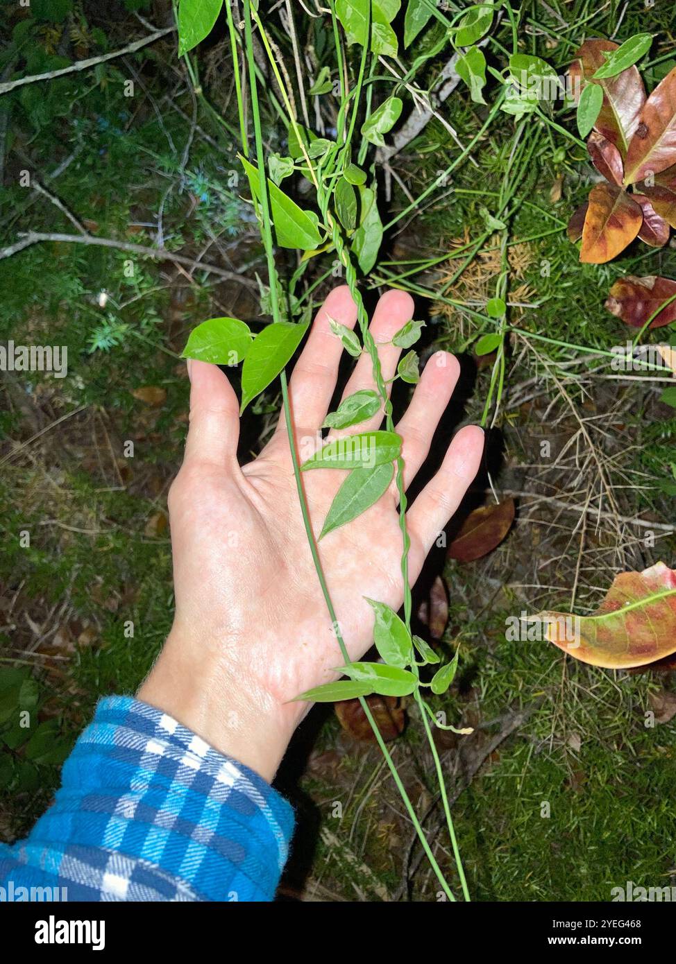 white twinevine (Funastrum clausum Stock Photo - Alamy