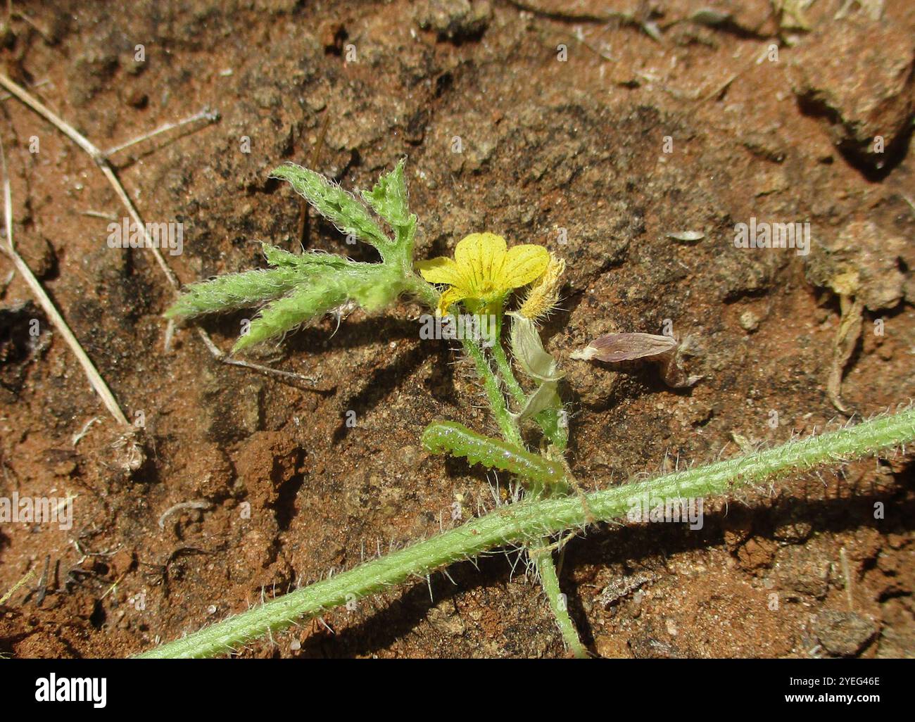 South African Spiny Cucumber (Cucumis zeyheri Stock Photo - Alamy