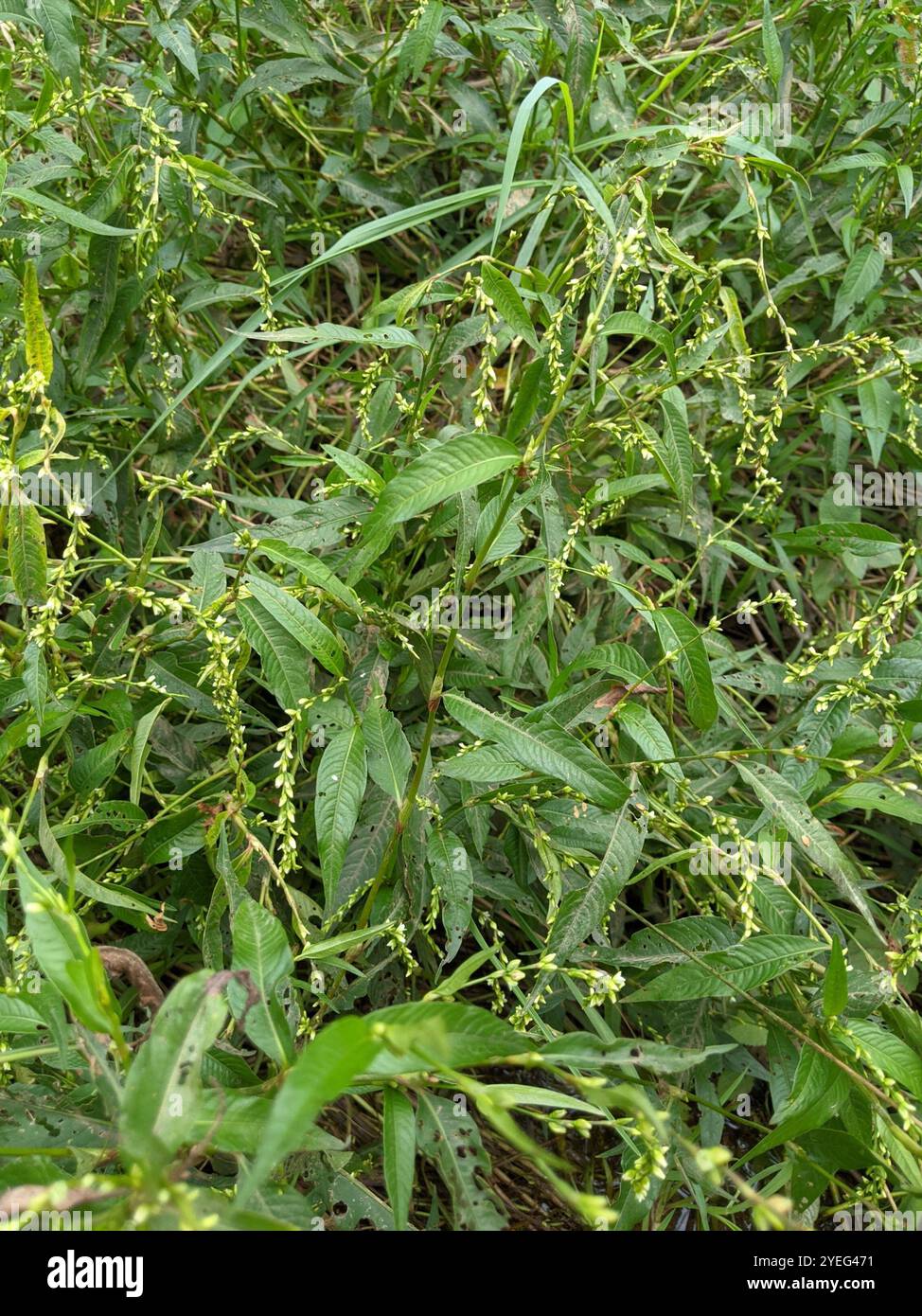 waterpepper (Persicaria hydropiper Stock Photo - Alamy