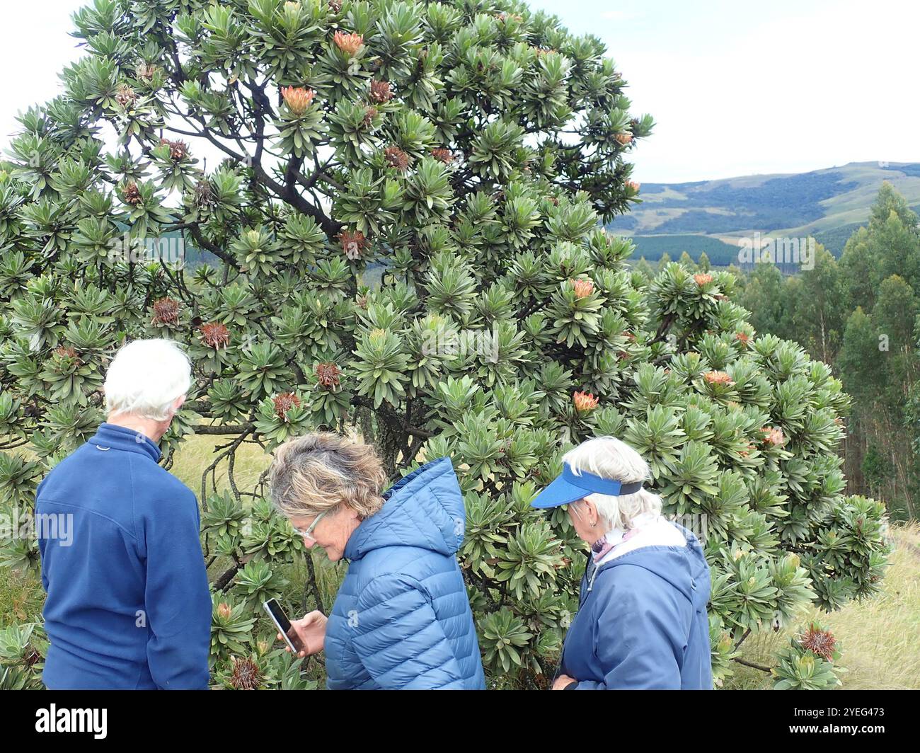 Roupelliae hi-res stock photography and images - Alamy