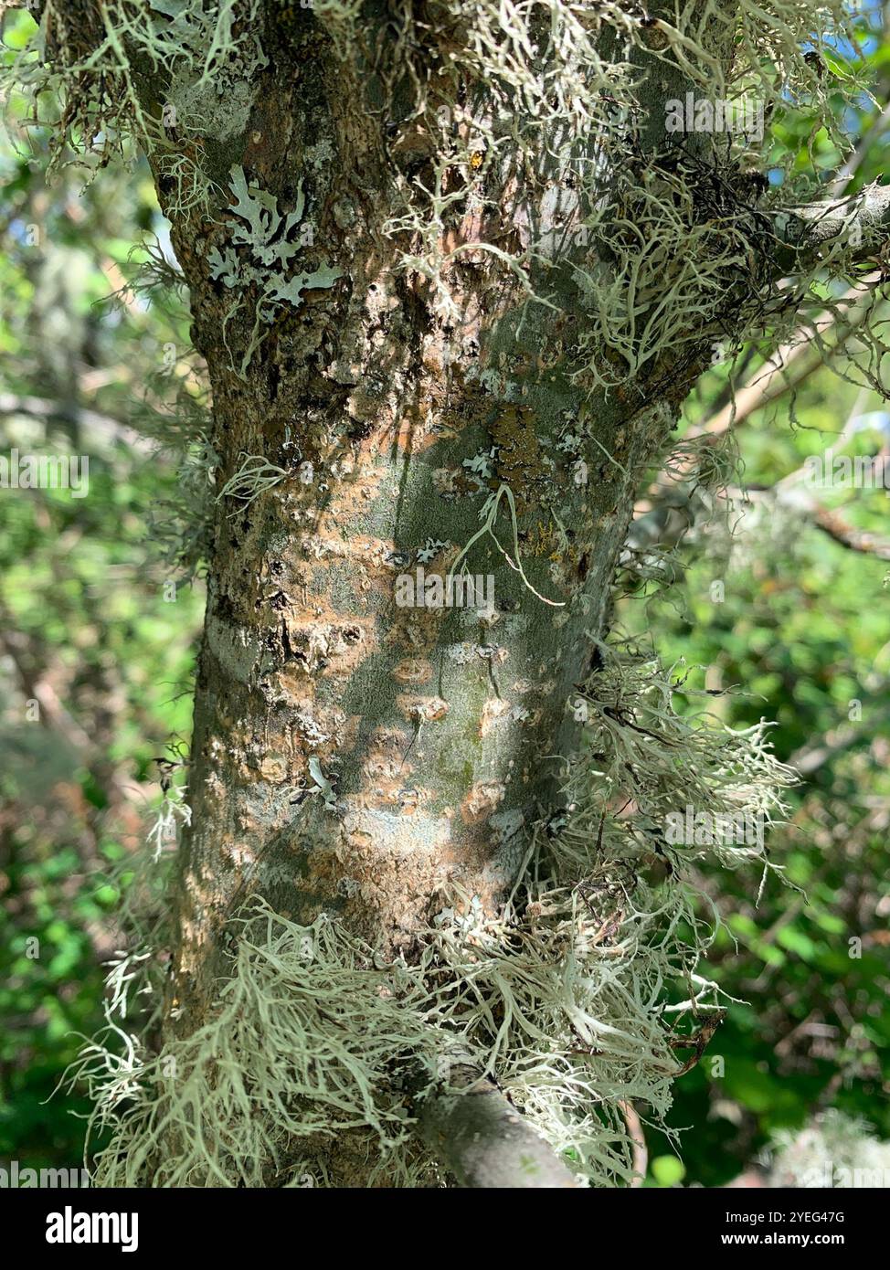 Oregon Ash (Fraxinus latifolia Stock Photo - Alamy