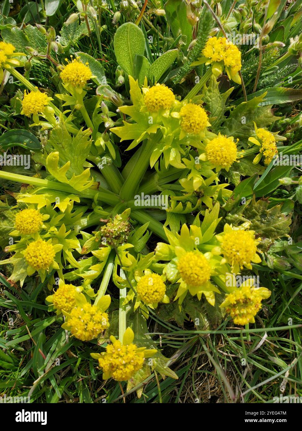 Sanicula arctopoides hi-res stock photography and images - Alamy