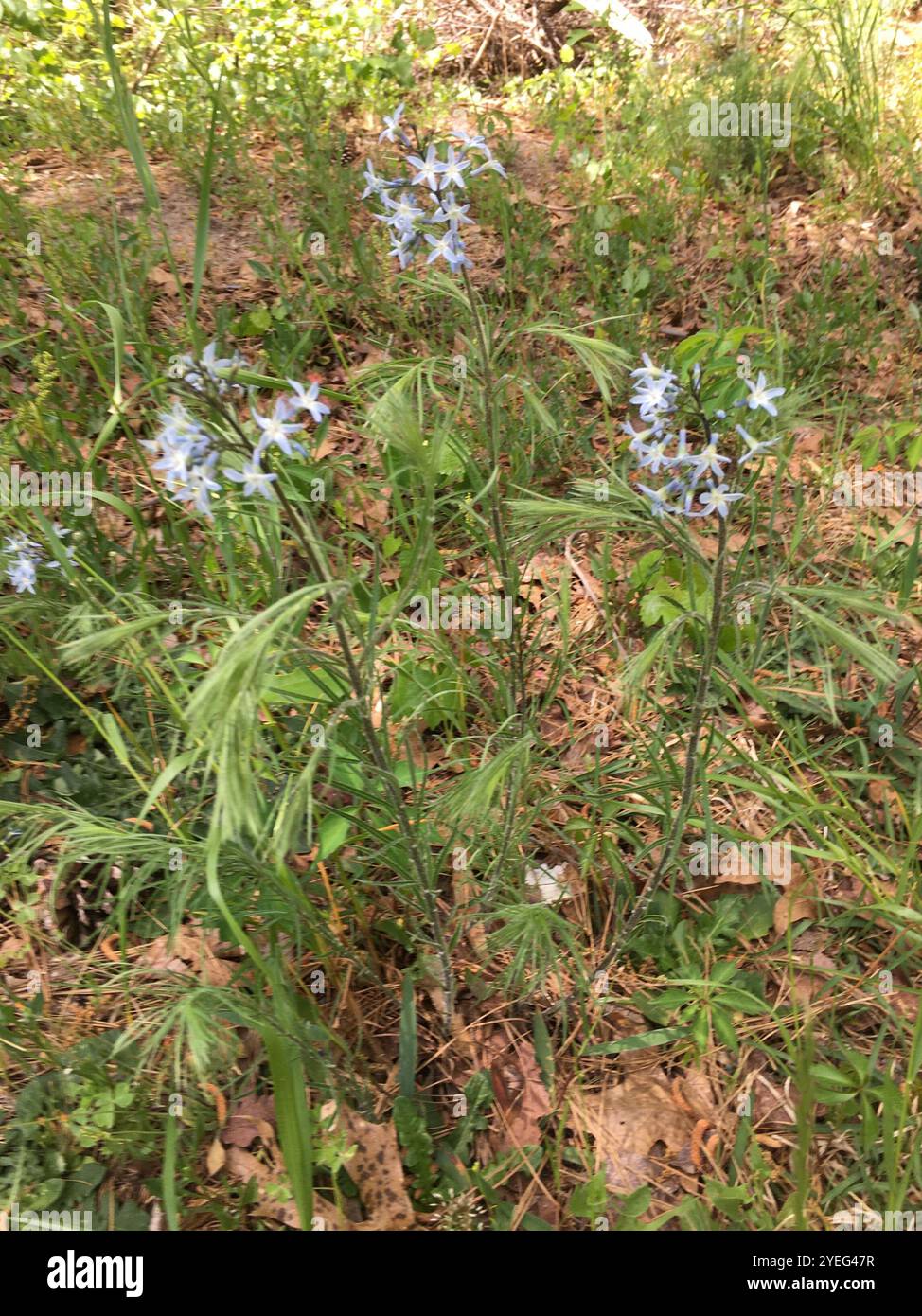 Fringed Bluestar (Amsonia ciliata Stock Photo - Alamy