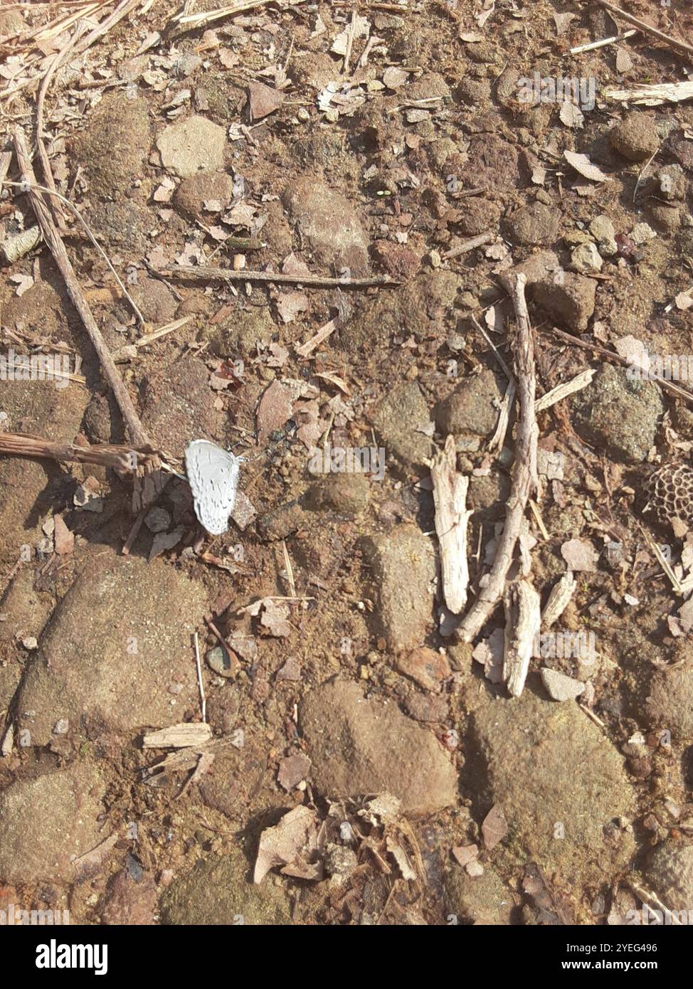 Spring Azure (Celastrina ladon Stock Photo - Alamy