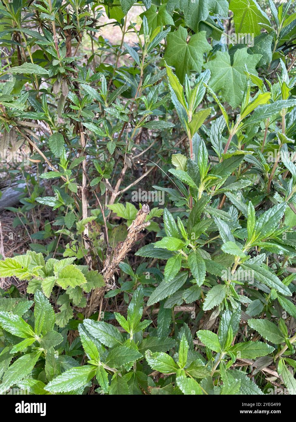 orange bush monkeyflower (Diplacus aurantiacus Stock Photo - Alamy