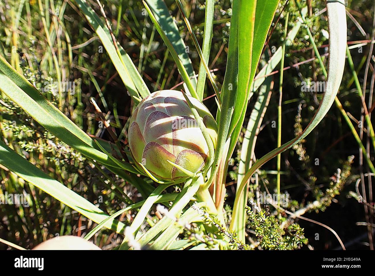 Tough Sugarbush (Protea tenax Stock Photo - Alamy