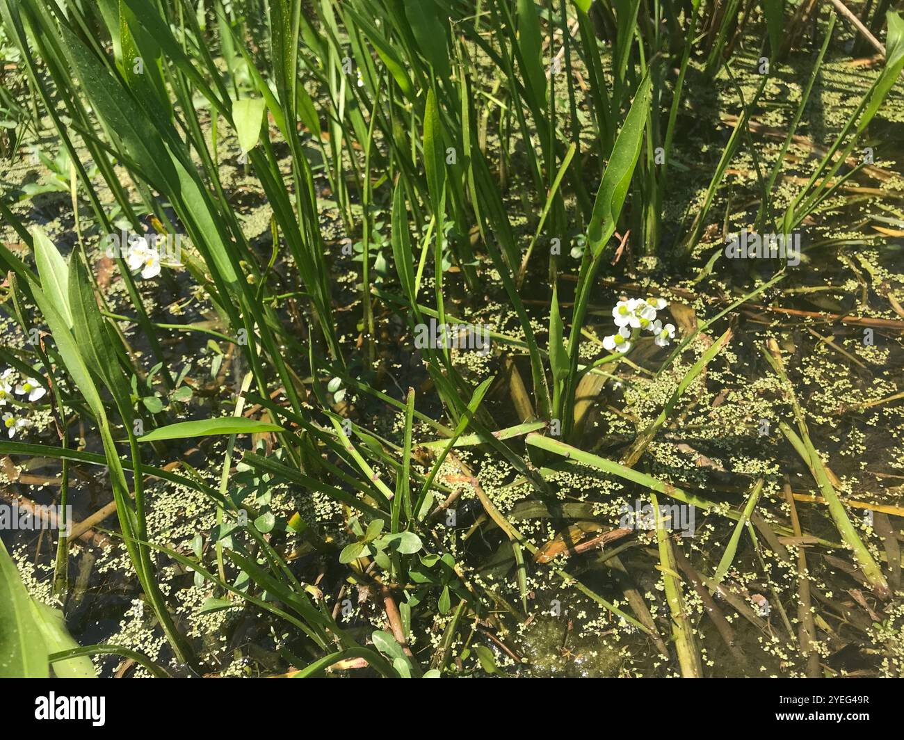 Delta arrowhead hi-res stock photography and images - Alamy