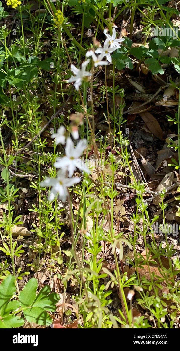 hillside woodland star (Lithophragma heterophyllum Stock Photo - Alamy