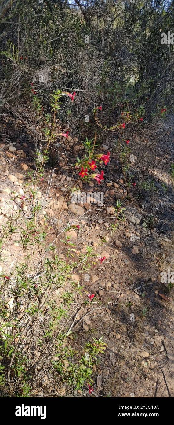 red bush monkeyflower (Diplacus puniceus Stock Photo - Alamy