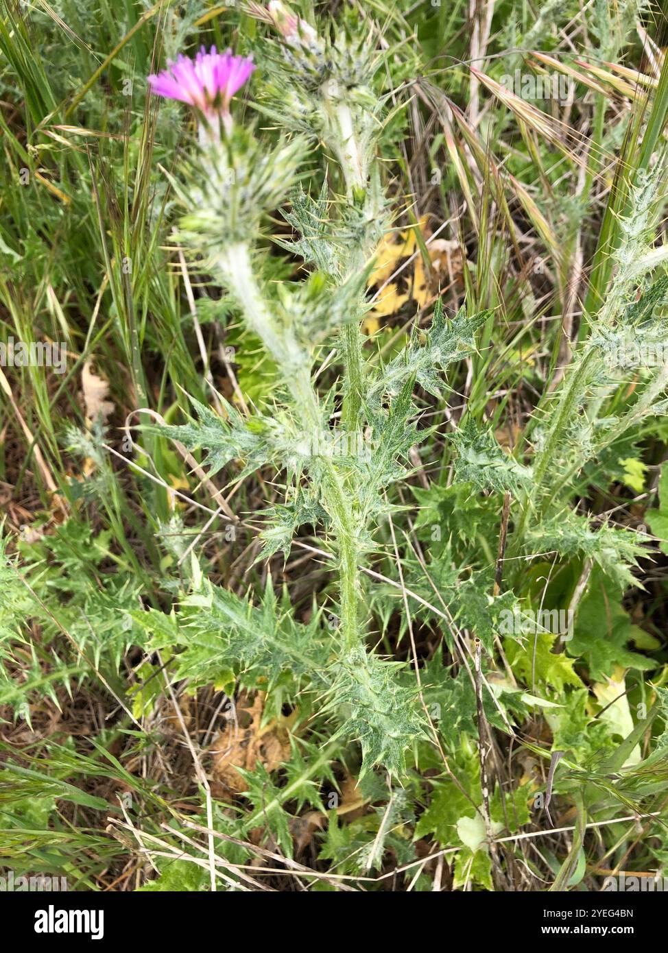Italian thistle (Carduus pycnocephalus Stock Photo - Alamy
