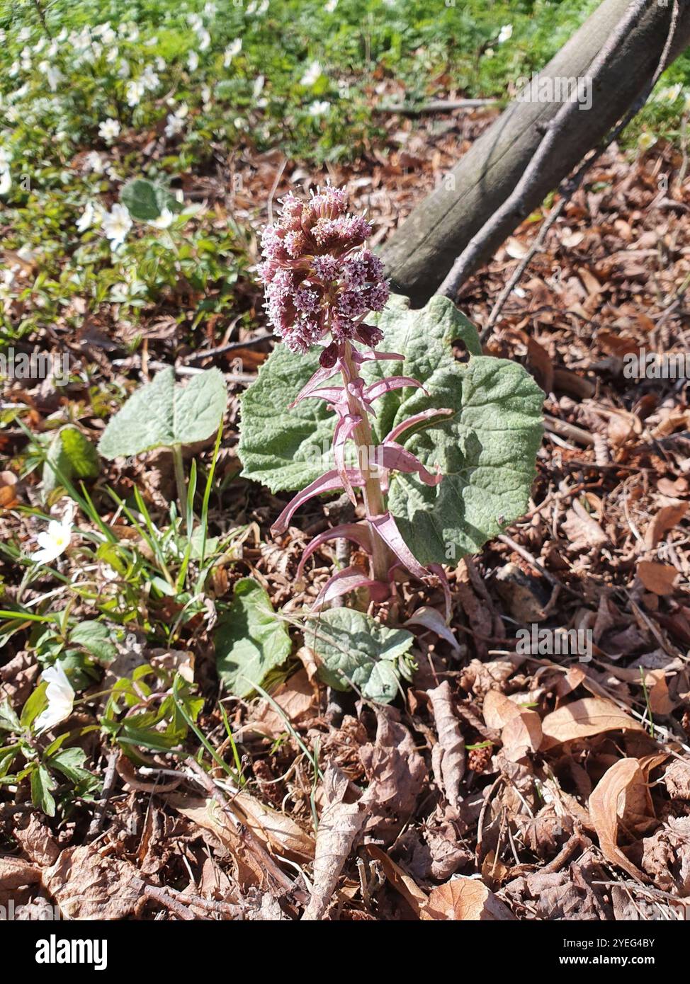Common Butterbur (Petasites hybridus Stock Photo - Alamy