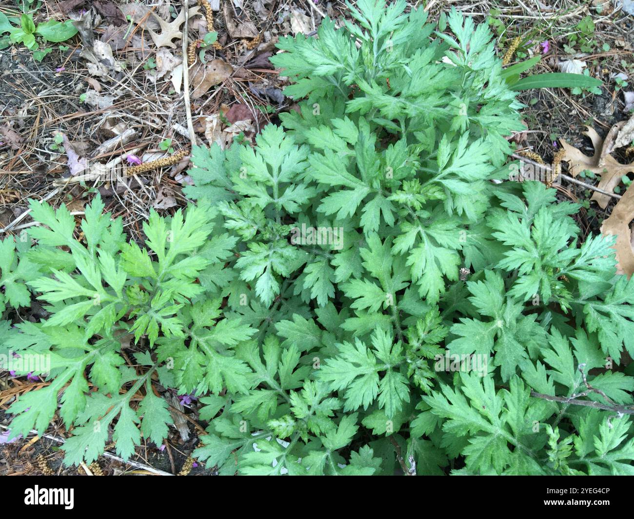 common mugwort (Artemisia vulgaris Stock Photo - Alamy