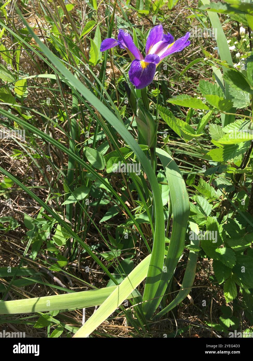 southern blue flag (Iris virginica Stock Photo - Alamy