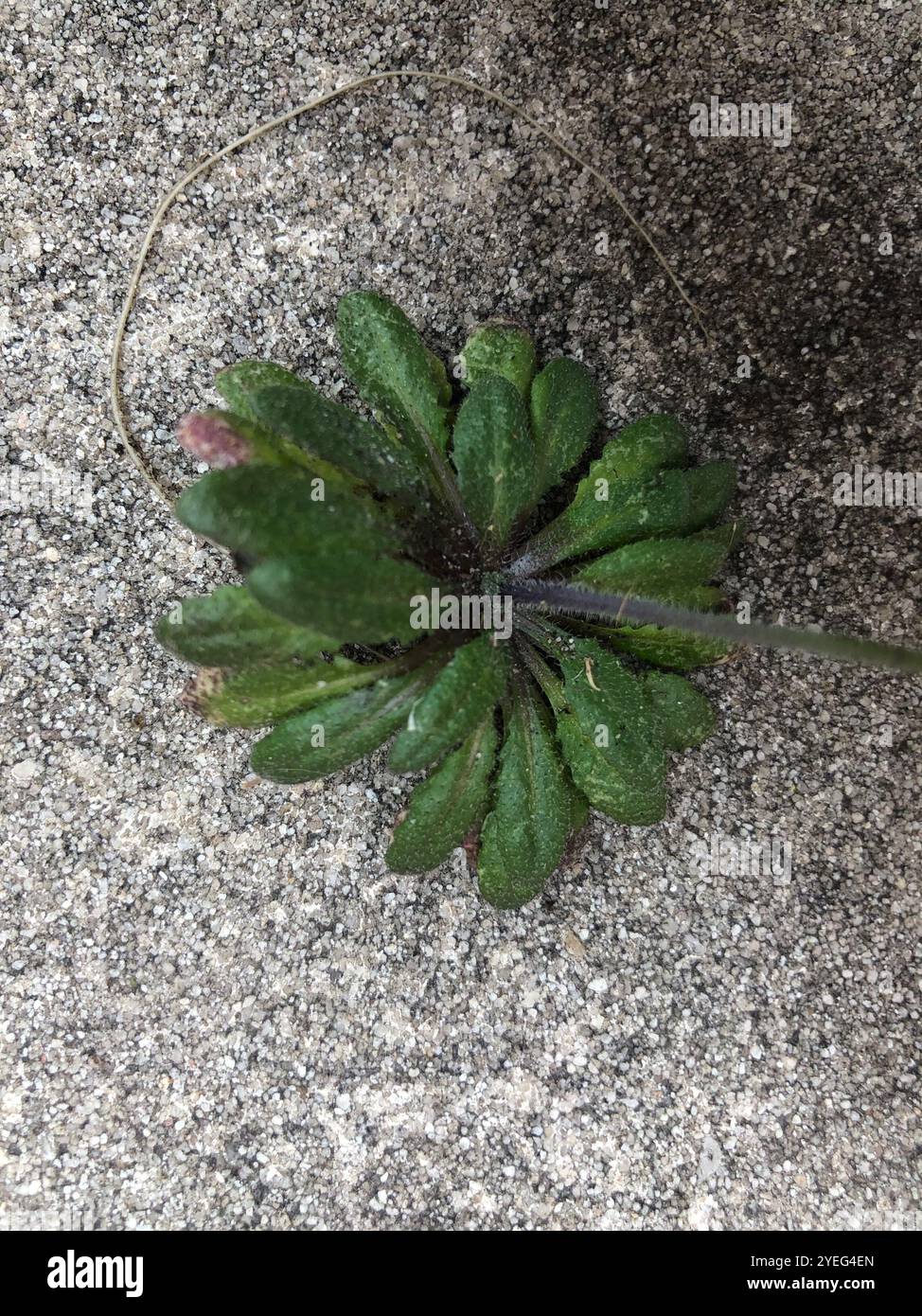 mouse-ear cress (Arabidopsis thaliana Stock Photo - Alamy