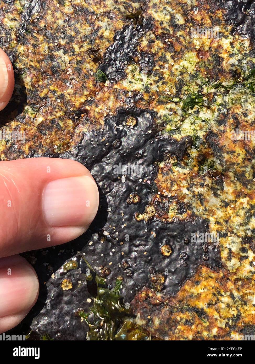 encrusting red algae (Mastocarpus Stock Photo - Alamy