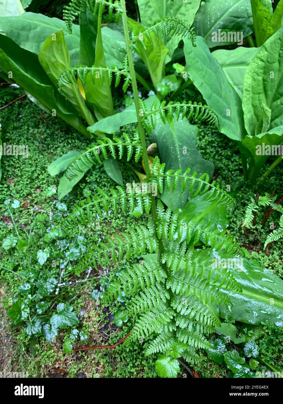 western lady fern (Athyrium filix-femina cyclosorum Stock Photo - Alamy