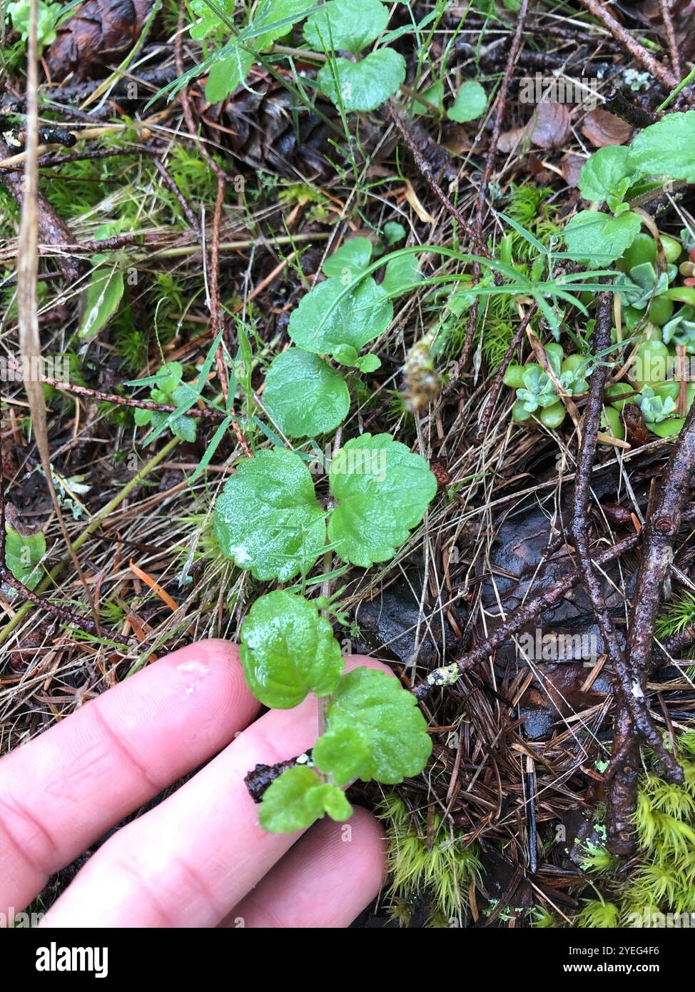 yerba buena (Clinopodium douglasii Stock Photo - Alamy