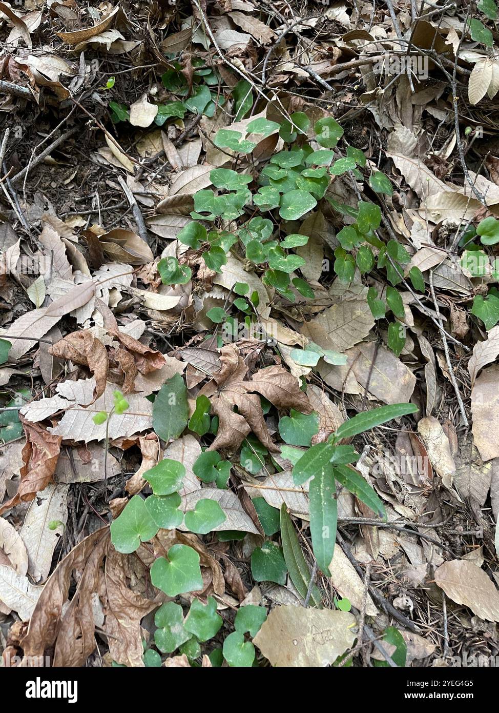 redwood inside-out flower (Vancouveria planipetala Stock Photo - Alamy