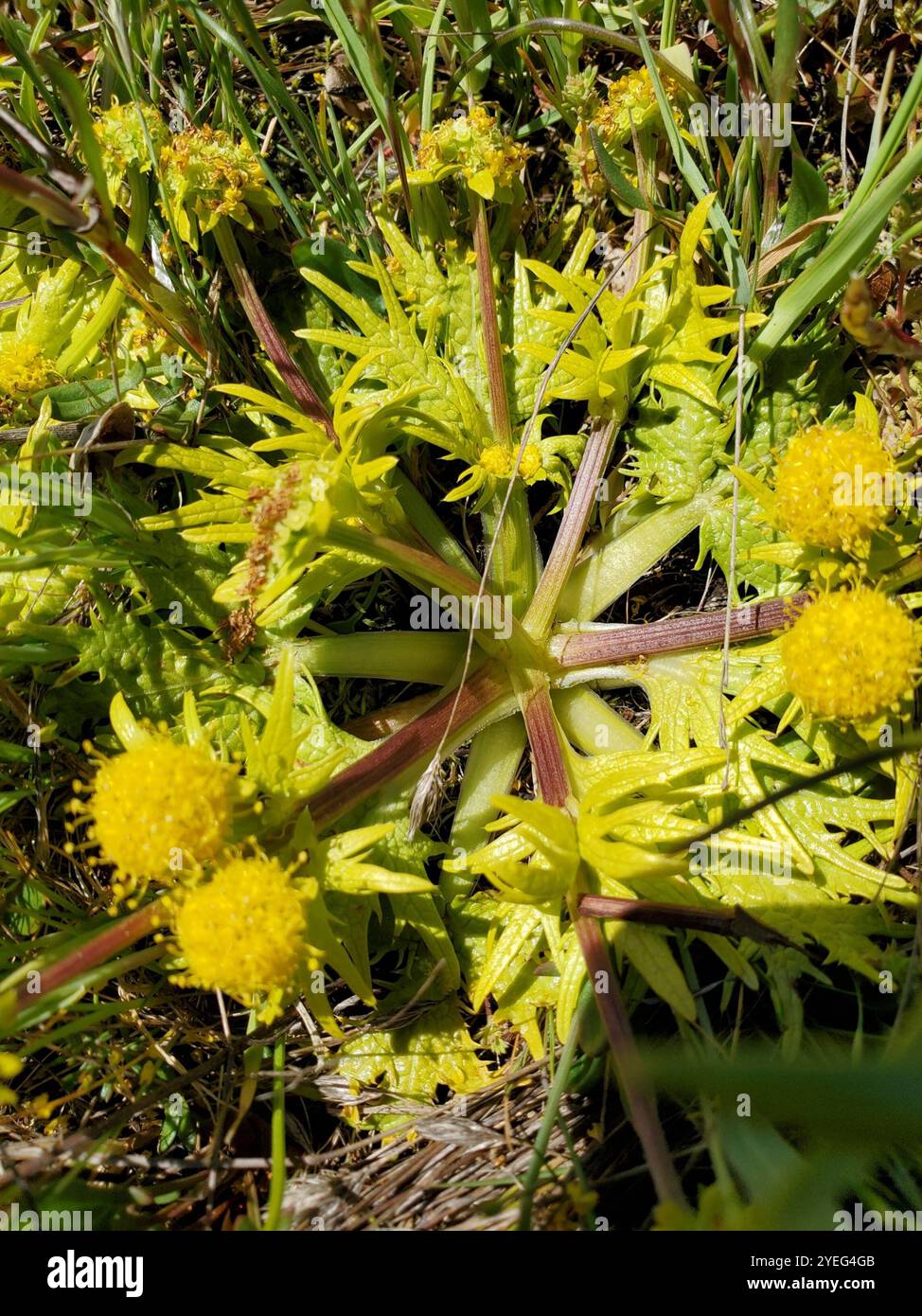 Sanicula arctopoides hi-res stock photography and images - Alamy