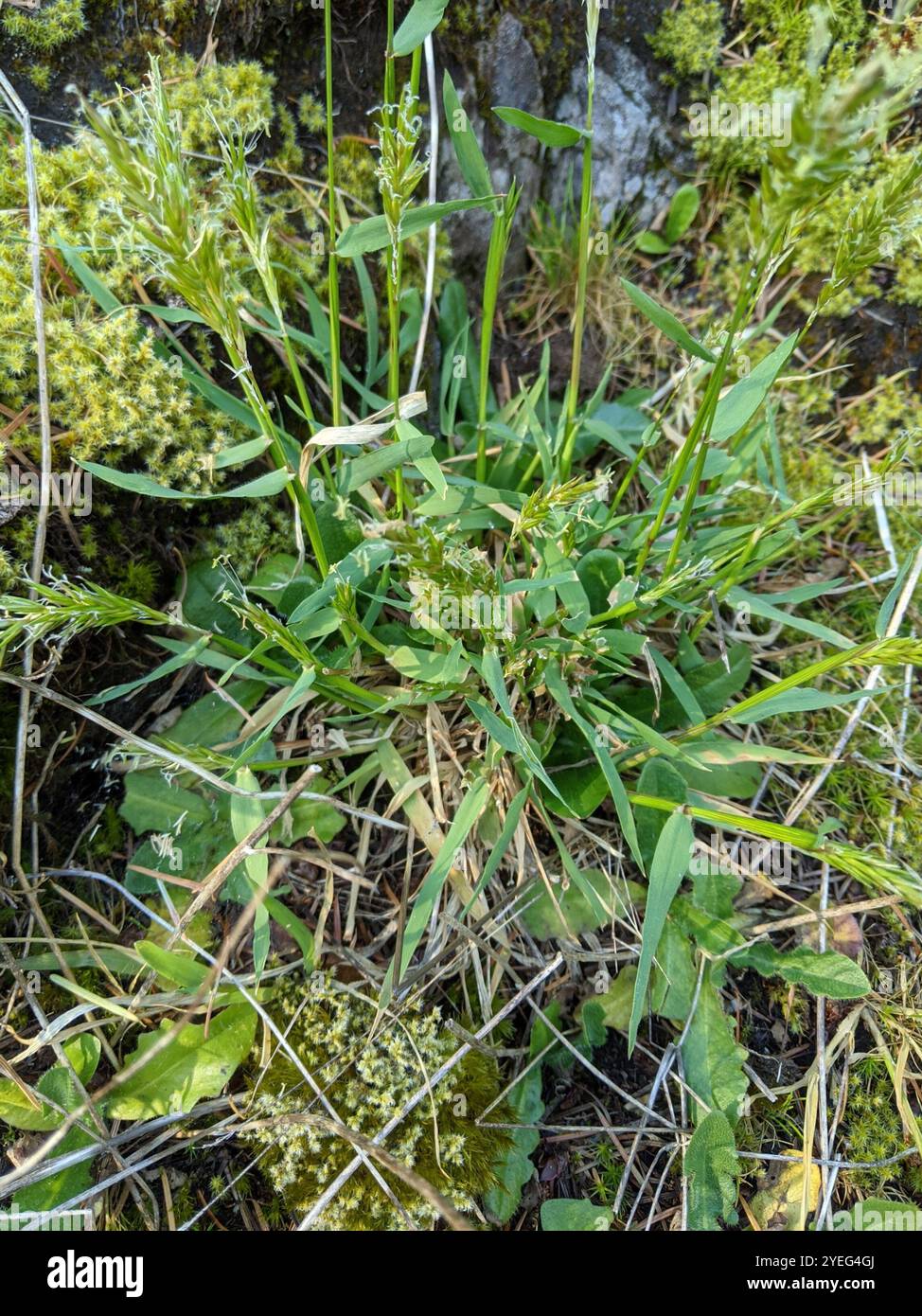 sweet vernal grass (Anthoxanthum odoratum Stock Photo - Alamy