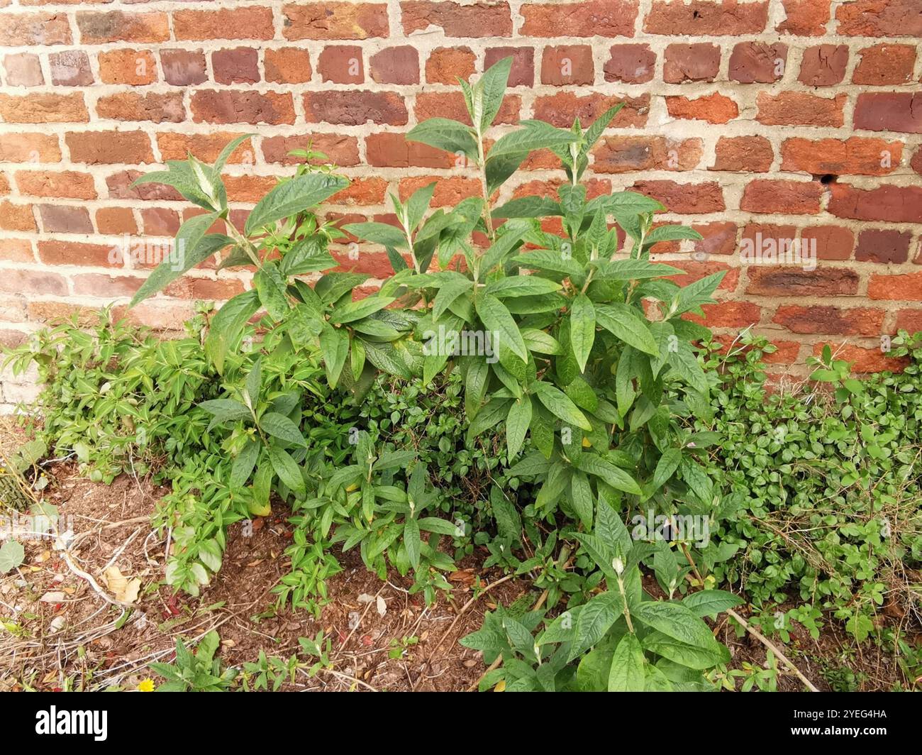 Butterfly bush (Buddleja davidii Stock Photo - Alamy