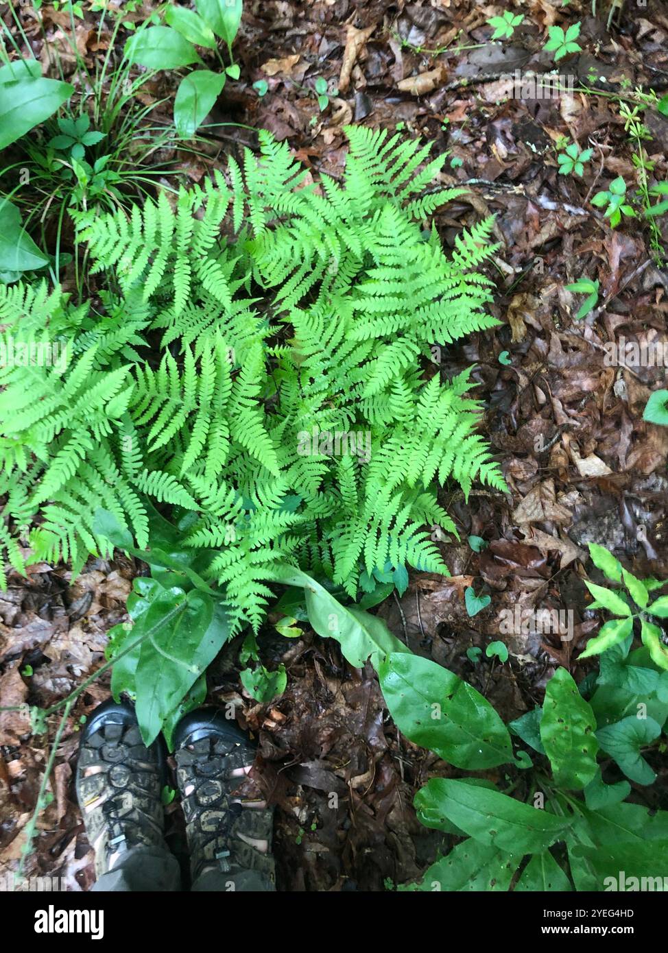 broad beech fern (Phegopteris hexagonoptera Stock Photo - Alamy