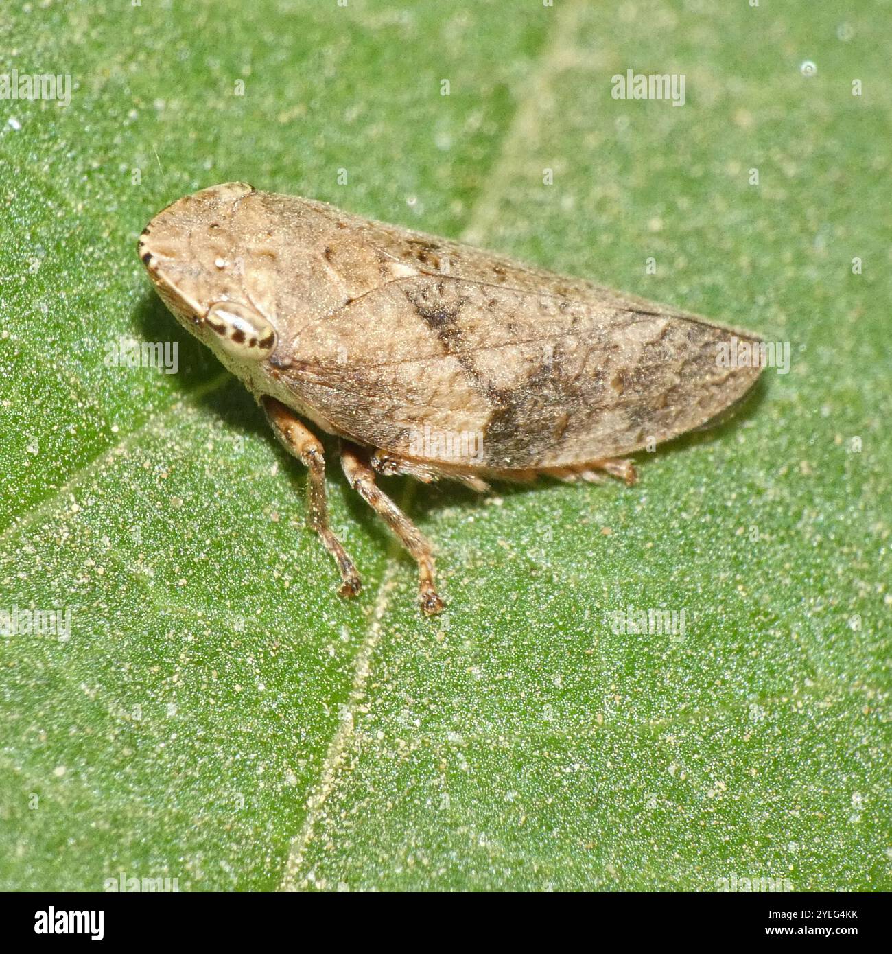 True Spittlebugs (Aphrophoridae Stock Photo - Alamy