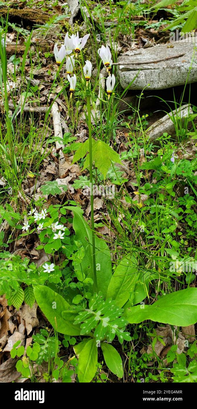 eastern shooting star (Primula meadia Stock Photo - Alamy
