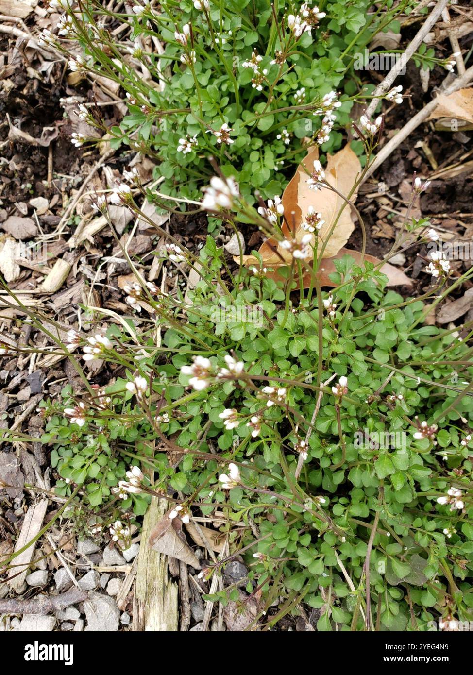 hairy bittercress (Cardamine hirsuta Stock Photo - Alamy
