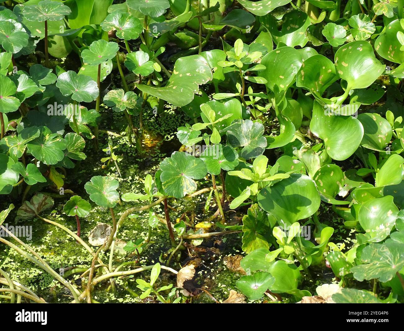 floating marsh pennywort (Hydrocotyle ranunculoides Stock Photo - Alamy