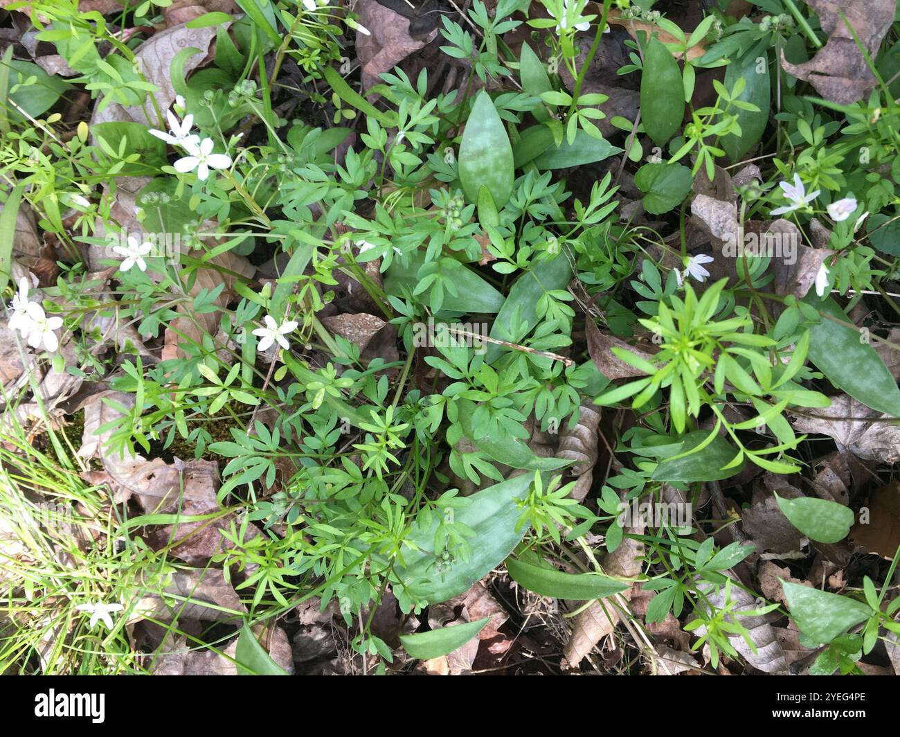 harbinger of spring (Erigenia bulbosa Stock Photo - Alamy