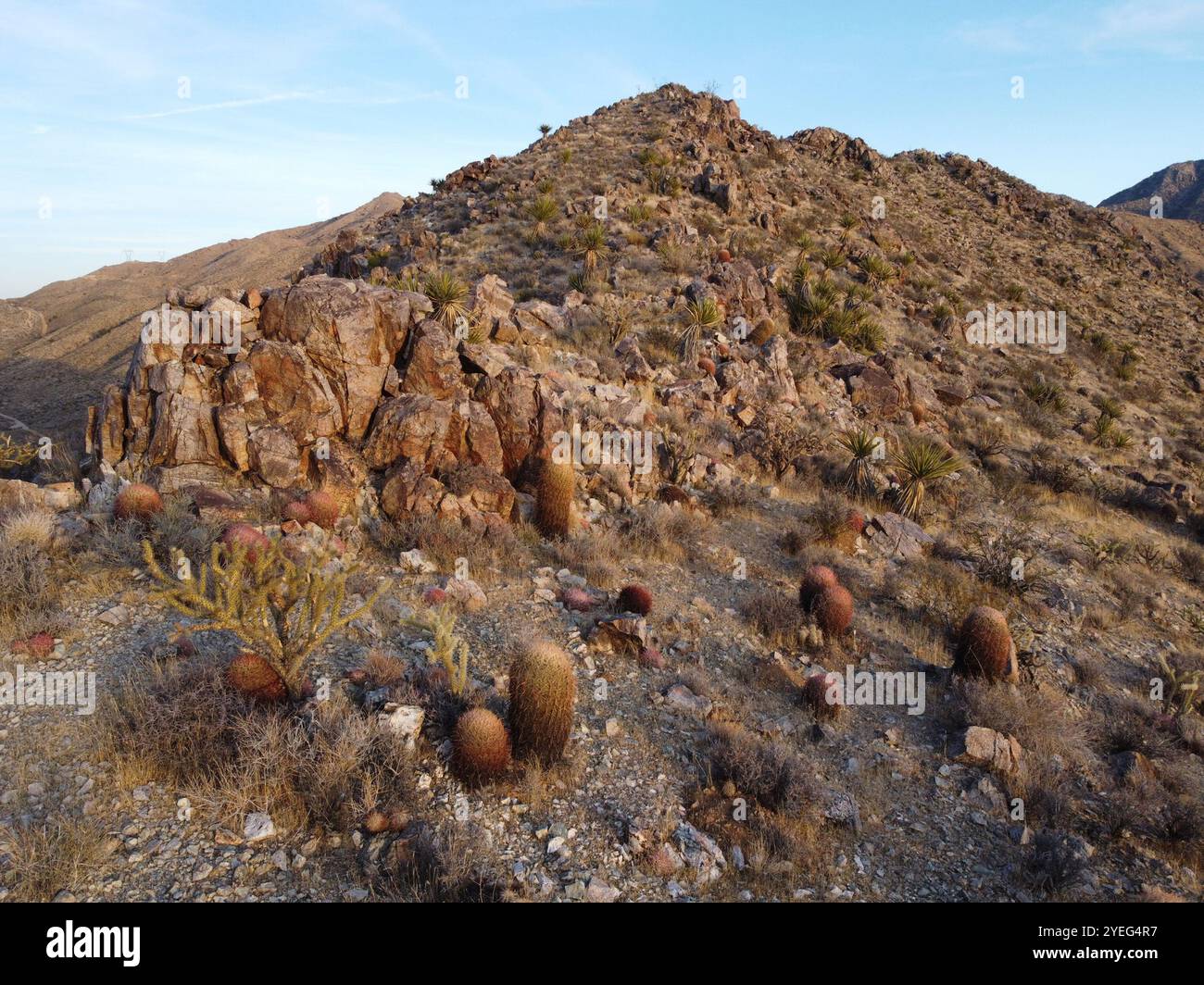 California Barrel Cactus (Ferocactus cylindraceus Stock Photo - Alamy