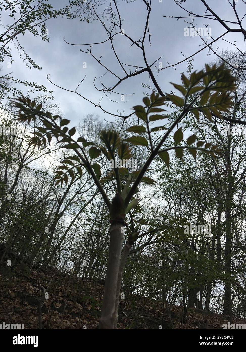 Japanese angelica tree (Aralia elata Stock Photo - Alamy