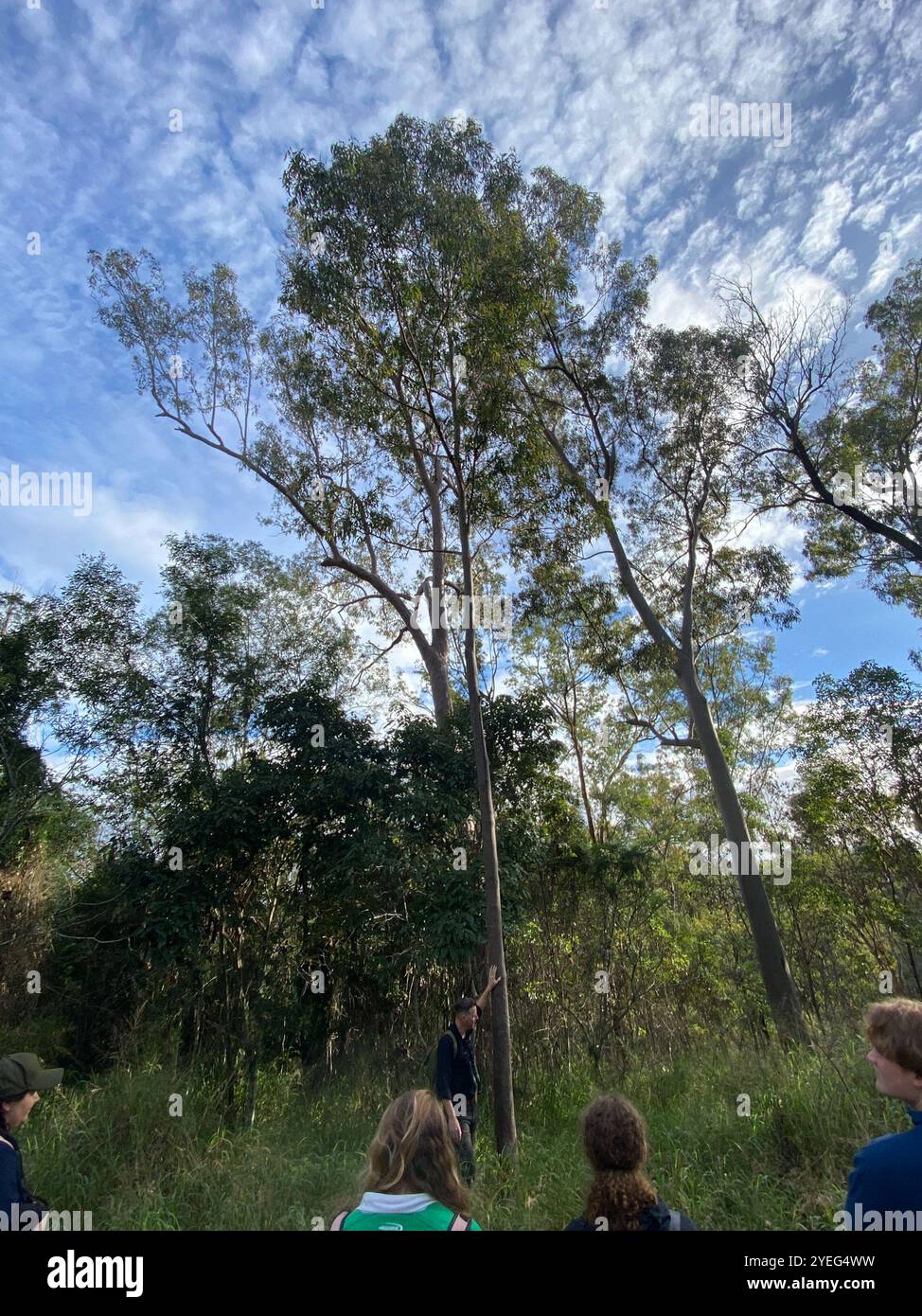 Lemon-scented gum (Corymbia citriodora Stock Photo - Alamy