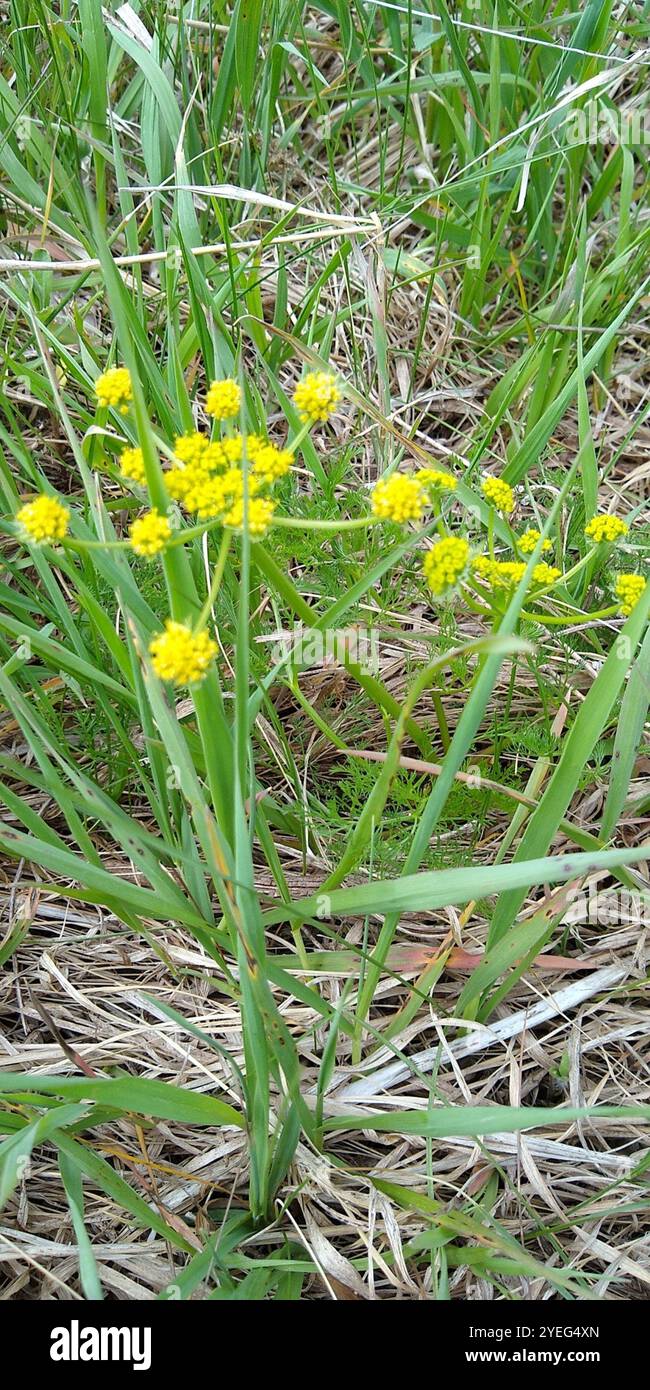 carrot family (Apiaceae Stock Photo - Alamy