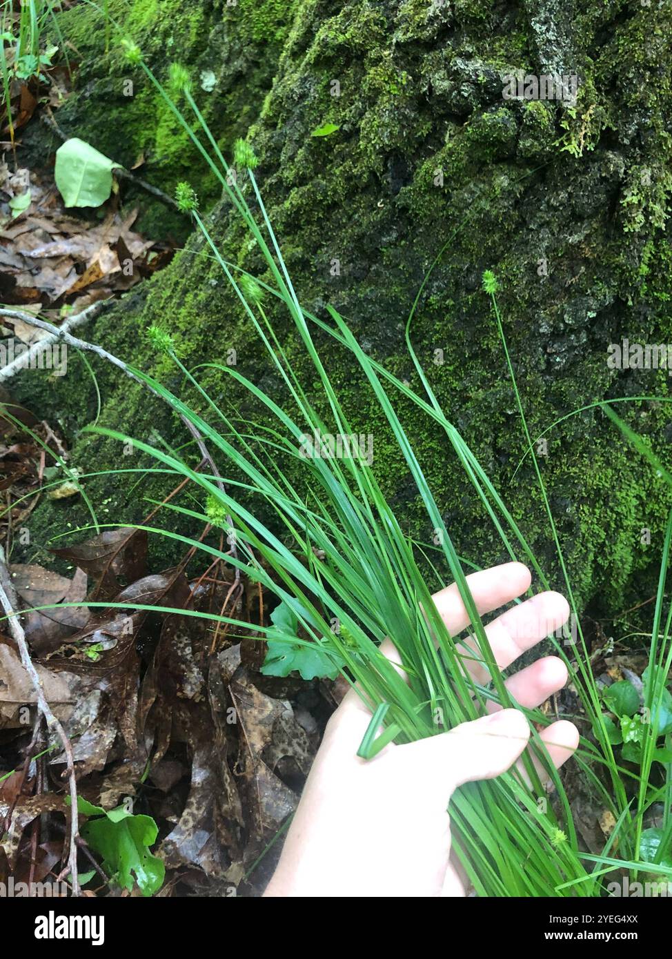 oval-headed sedge (Carex cephalophora Stock Photo - Alamy