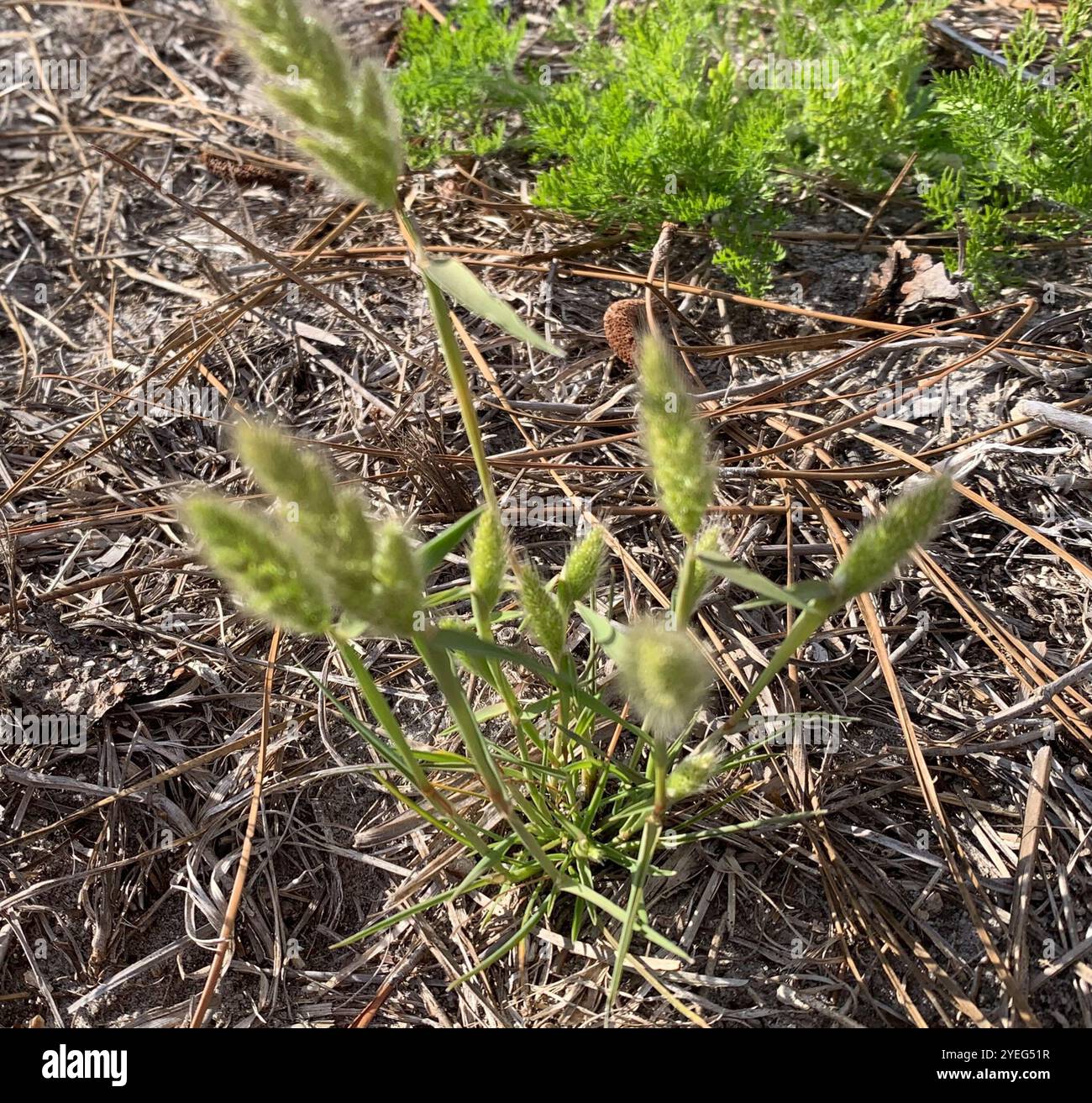 Polypogon monspeliensis hi-res stock photography and images - Alamy