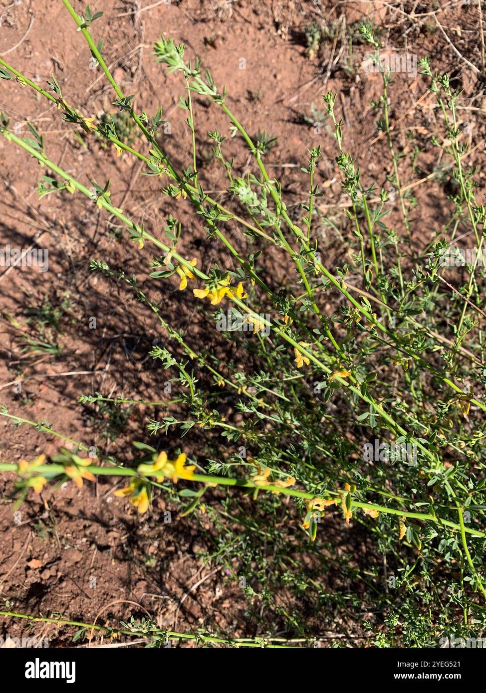 Deerweed hi-res stock photography and images - Alamy
