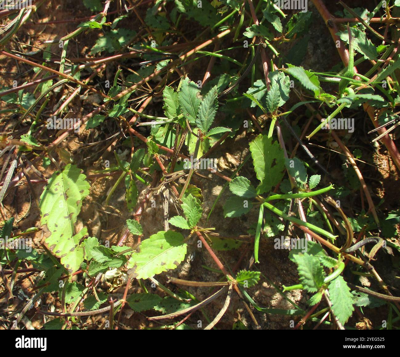 Wild Jute (Corchorus tridens Stock Photo - Alamy